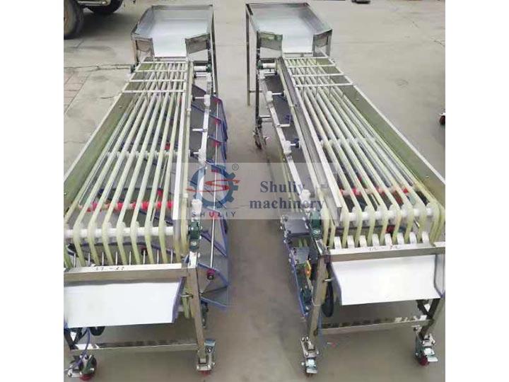 Jujube grading machine - Shuliy Machinery